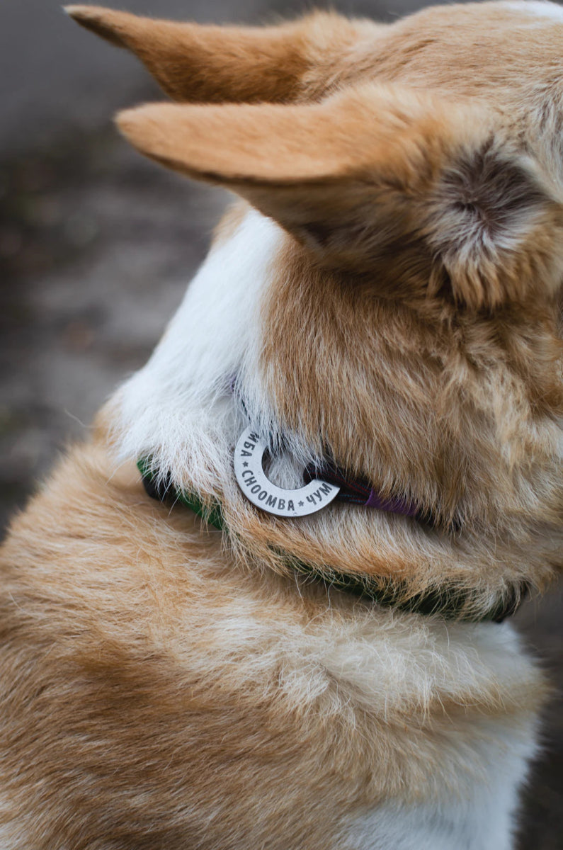Harnessing Technology: Smart Tags for Pets