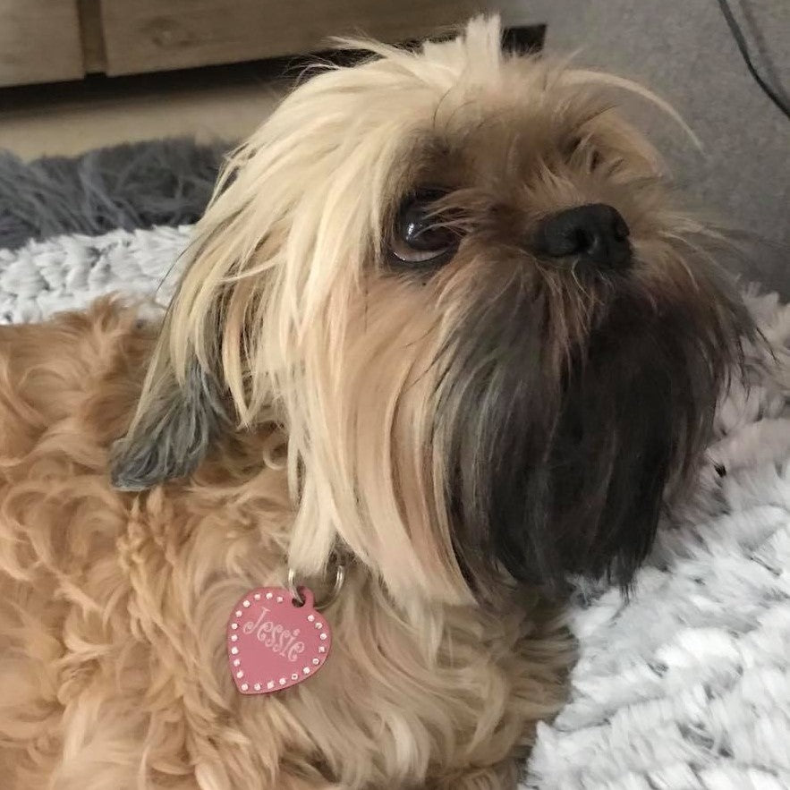 Engraved Pet Tags for Dogs and Cats | Pet ID Tags Australia